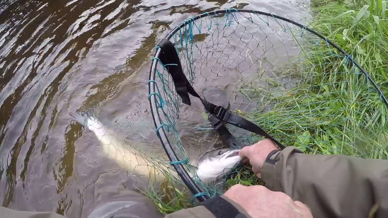 Mike Sowerby’s mill pool salmon Canonbie esk - YouTube
