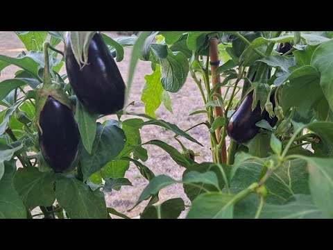💐SELAMLAR SEVGİLER DEĞERLİ TAKİPÇİLERİM BAHÇEMDE NELER VAR❓️ PATLICANLARIM NASIL GÜZEL OLDU 🙏🤝