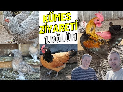 BİRBİRİNDEN GÜZEL  KALİTELİ SÜS TAVUKLARI VE GÜVERCİNLER - UMUT ÇİFTLİK