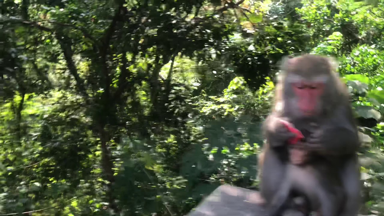 Monkeys Eating Pineapple Cakes - YouTube