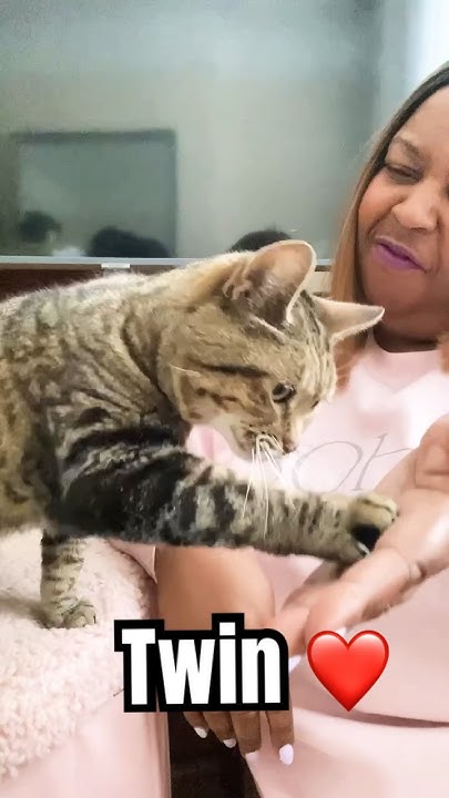 Introducing my twin! #feline #catlovers #animallover #petlovers #pets ... Introducing my twin! #feline #catlovers #animallover #petlovers #pets ...