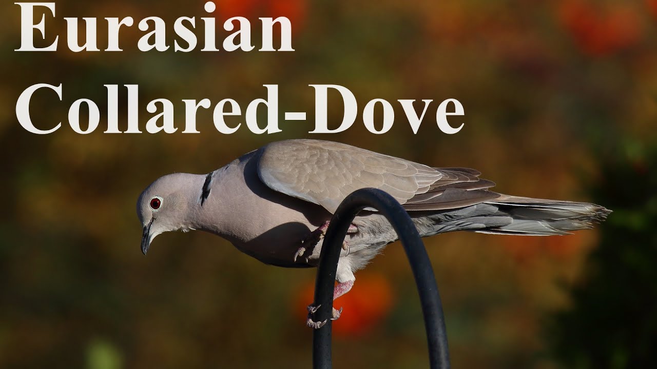 At Your Feeder: Eurasian Collared Dove - YouTube