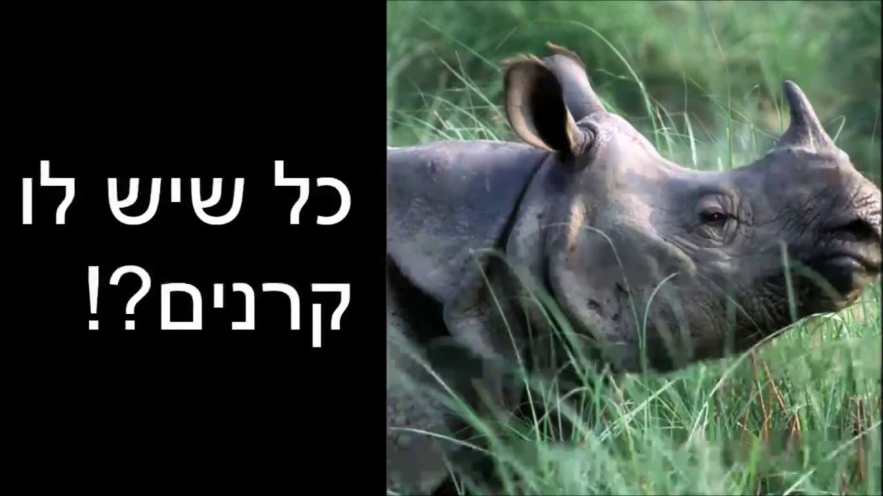 Was the Tachash a unicorn? - YouTube