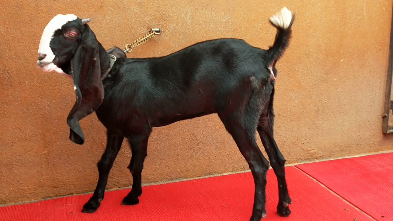 Bangalore's Tajjammul's Jamunapari goats breed 9035010289 /9035010282 ...