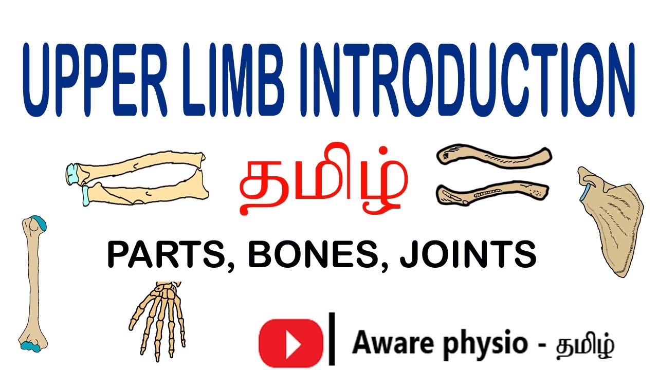 Upper limb introduction| anatomy series 1| parts | bones | joint ...