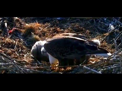 5/13/16 Bald Eagle takes the dead baby from nest and eats it. The ...
