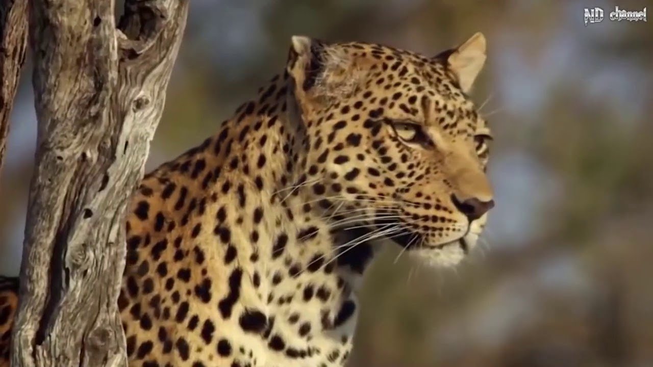 Gorillas Really Want To Rescue The Impala From Leopard Hunting Leopard ...