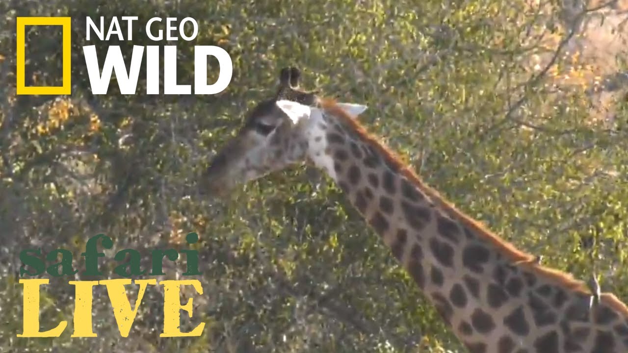 Safari Live - Day 175 | Nat Geo Wild - YouTube