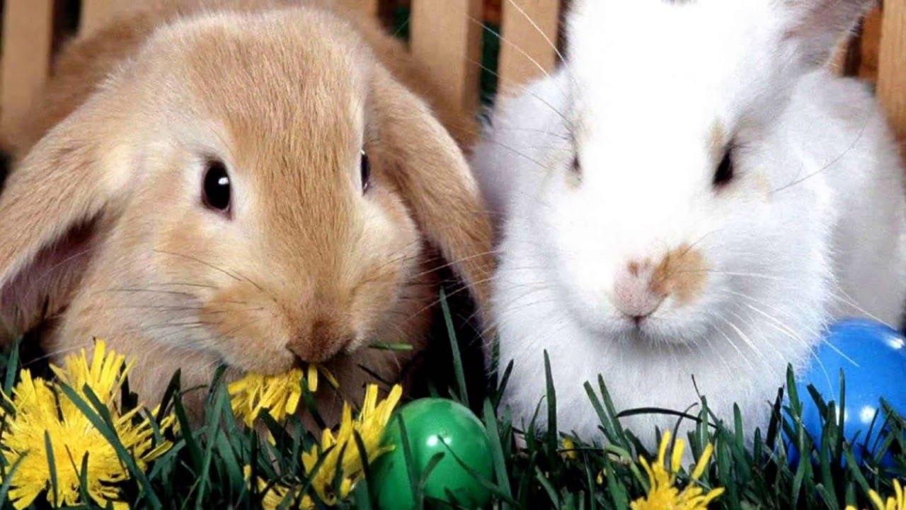 HAPPY EASTER 2016 - YouTube