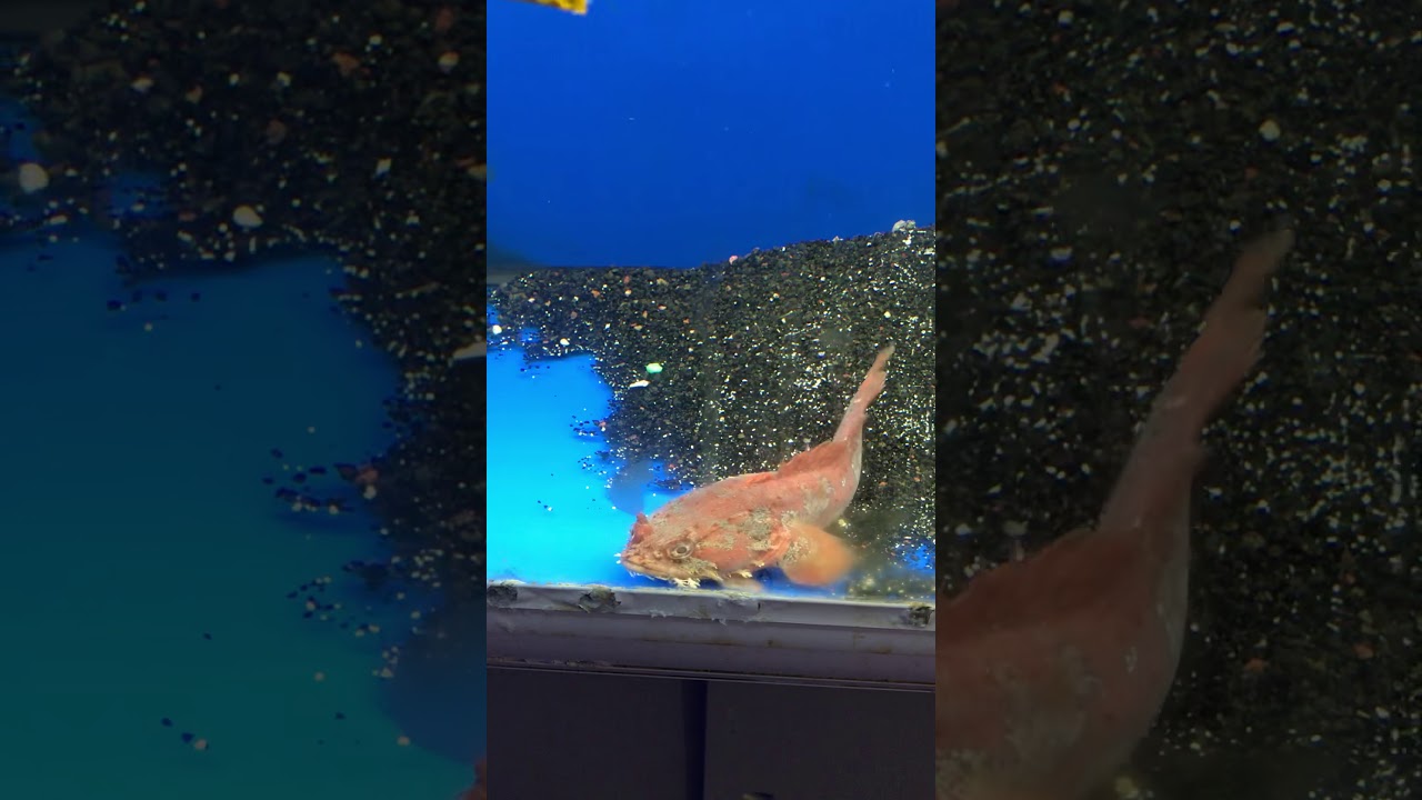 Orange toadfish - YouTube