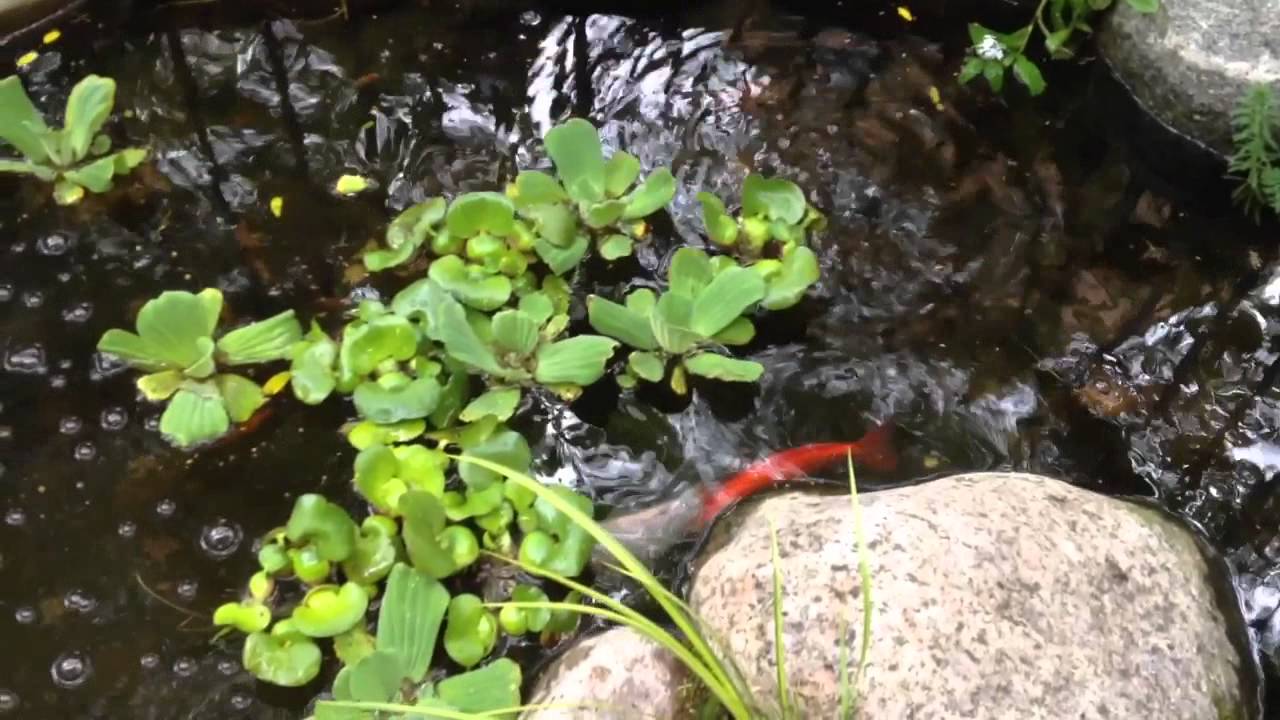 Fish Spawning - YouTube