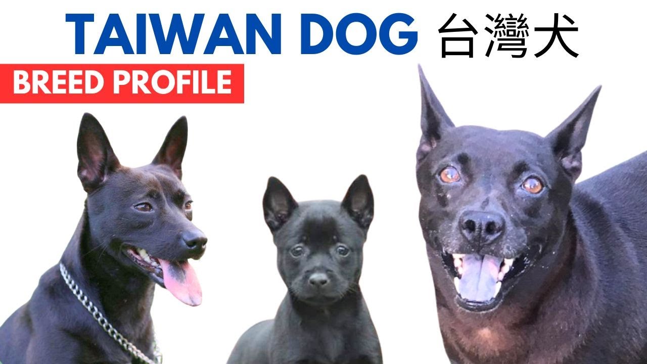 Taiwan Dog Breed Profile History - Price - Traits - 台灣犬 Formosan ...