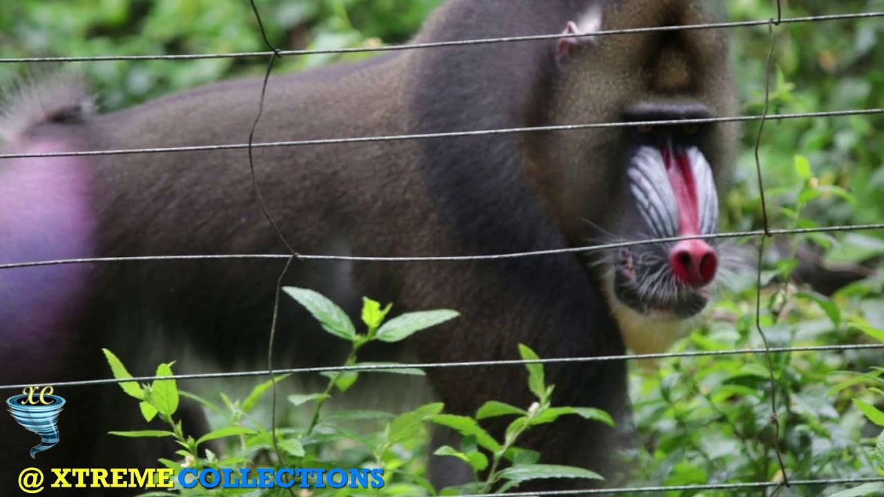 Mefou National Park in Yaounde, Cameroon - YouTube