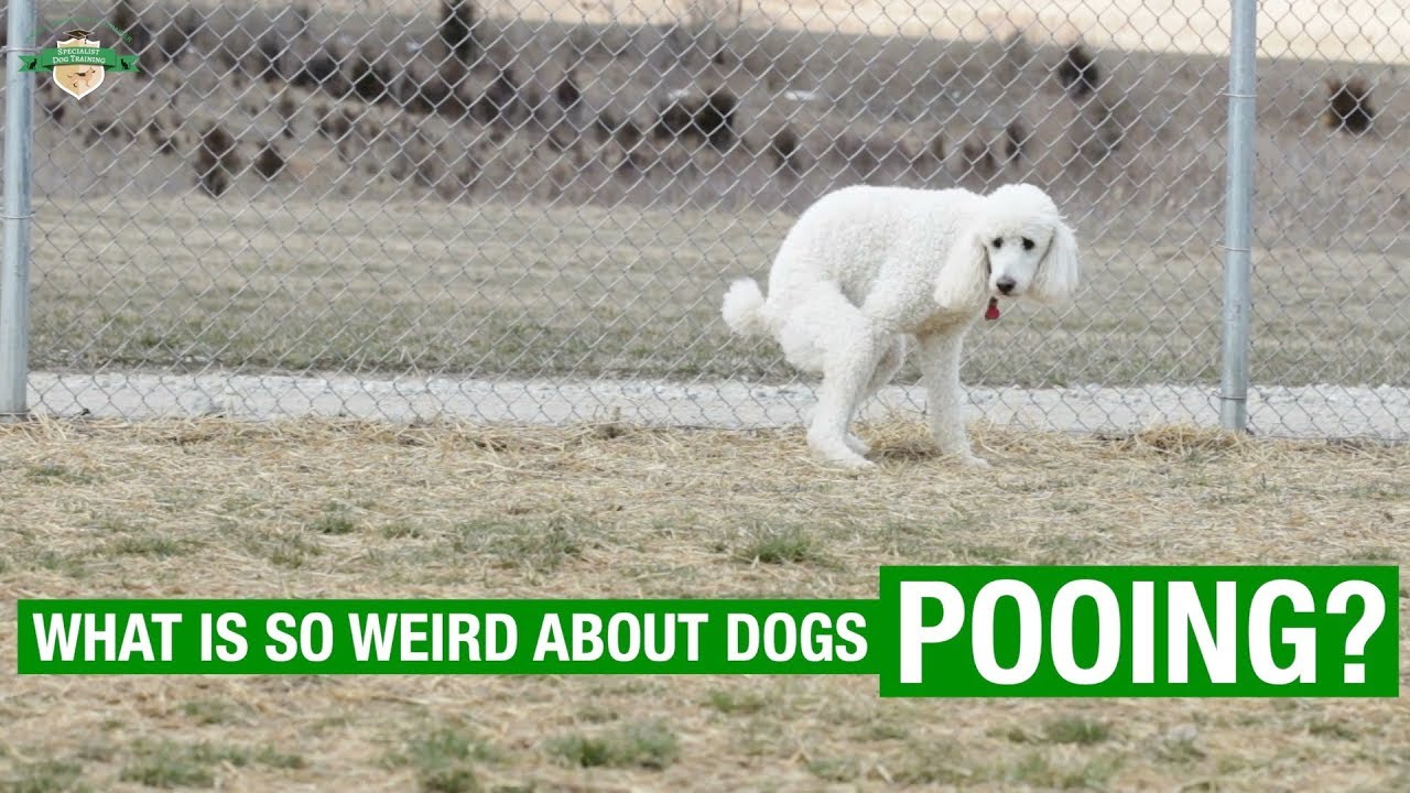 Dog Facts - Behaviour Behind A Dogs Position When Pooing / Pooping ...