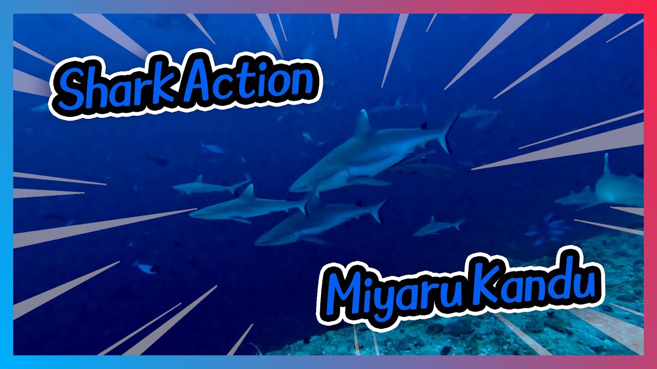Channel dive - Shark party at Miyaru Kandu, Vaavu Atoll - YouTube