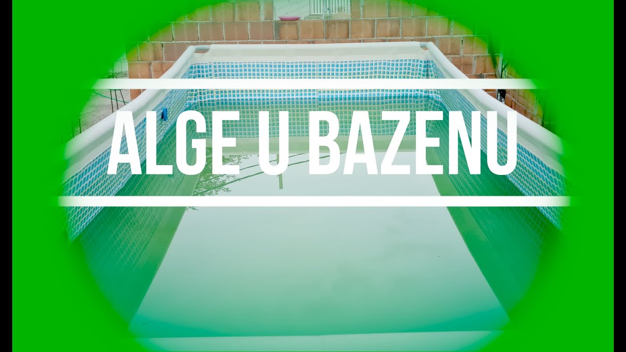 Alge u bazenu - YouTube