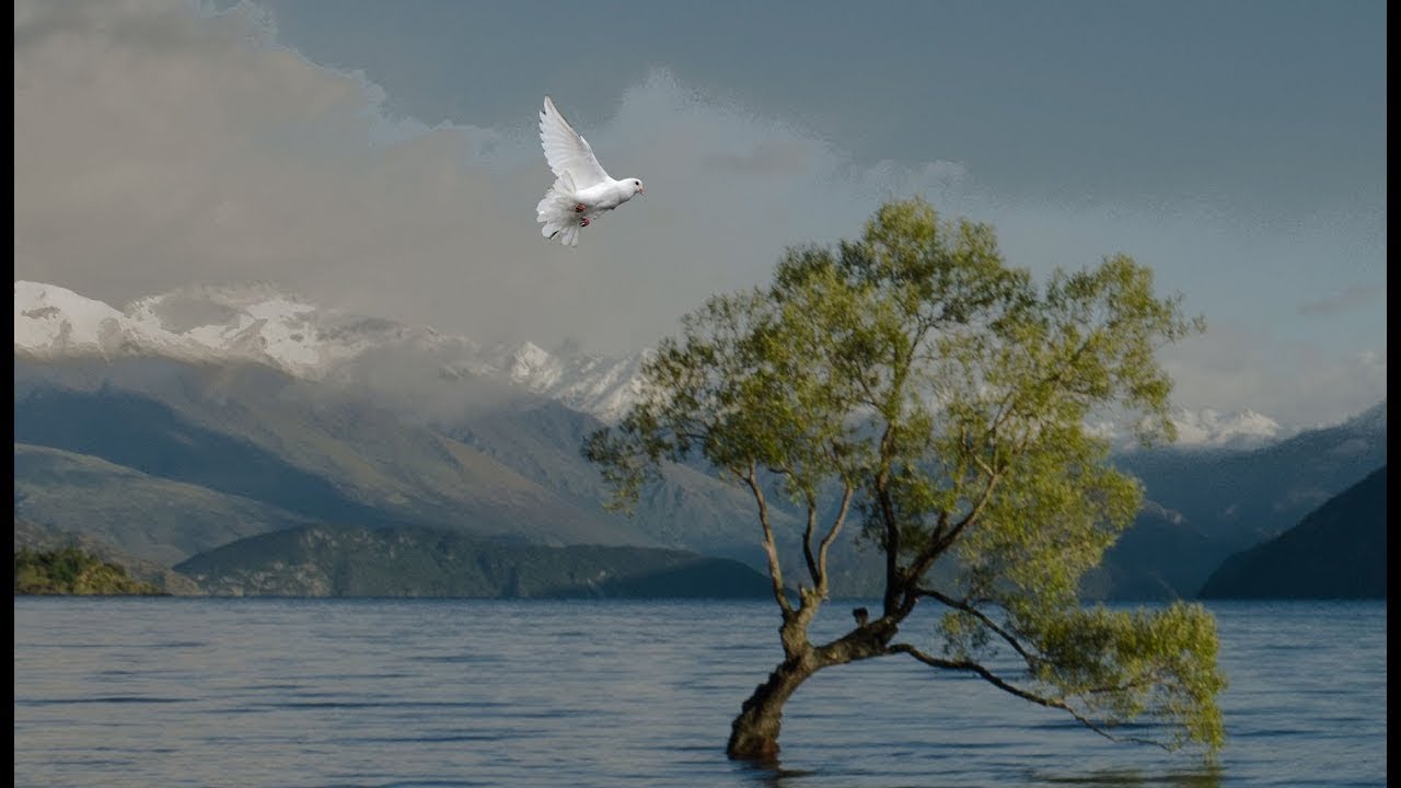 Pearls of the Torah: Parashat Noach - The Dove and the Branch ...