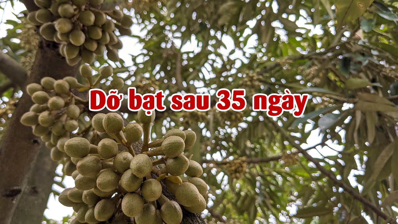 Dỡ bạt sau 35 ngày, Cây có ra đủ bông không? - YouTube