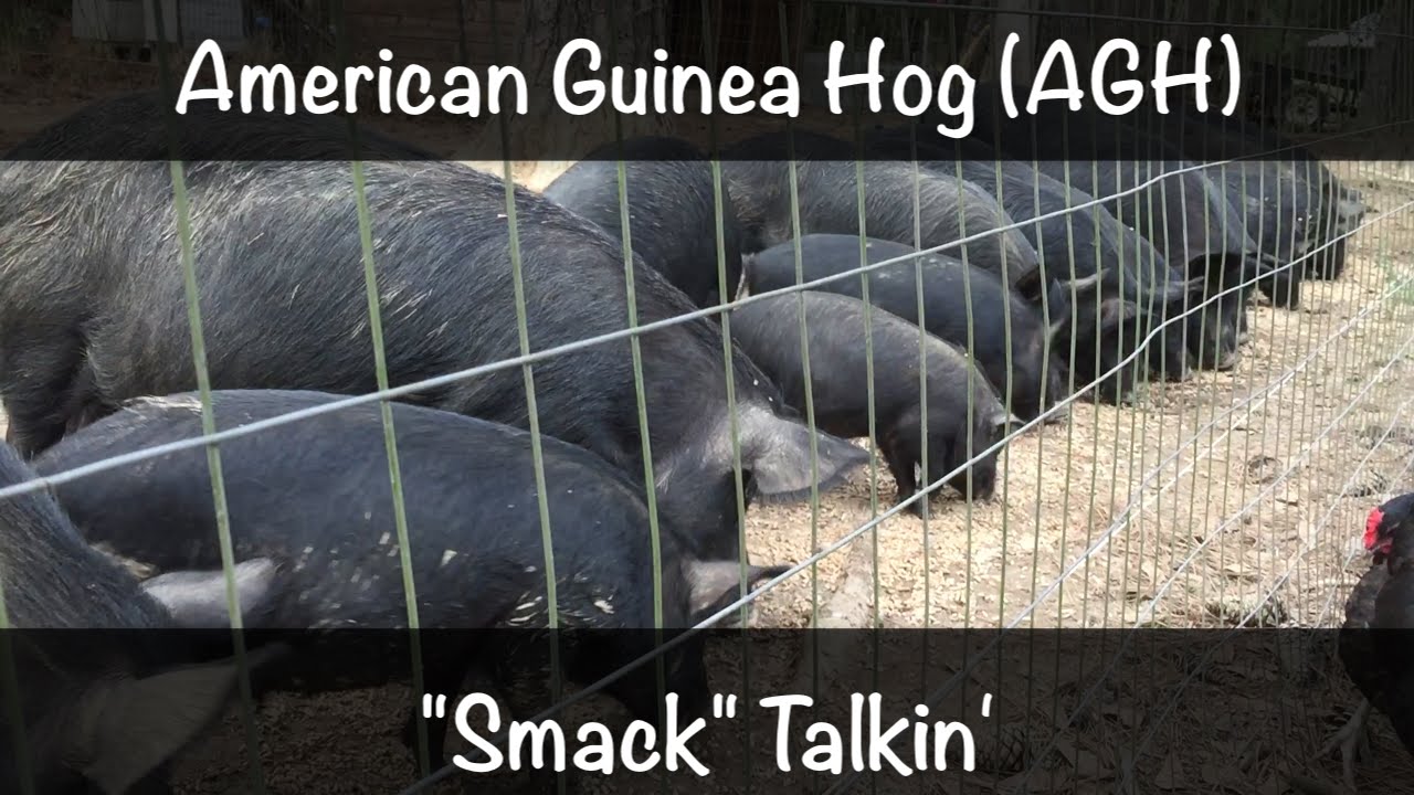 American Guinea Hogs (AGH): Smack Talkin' Pigs - YouTube