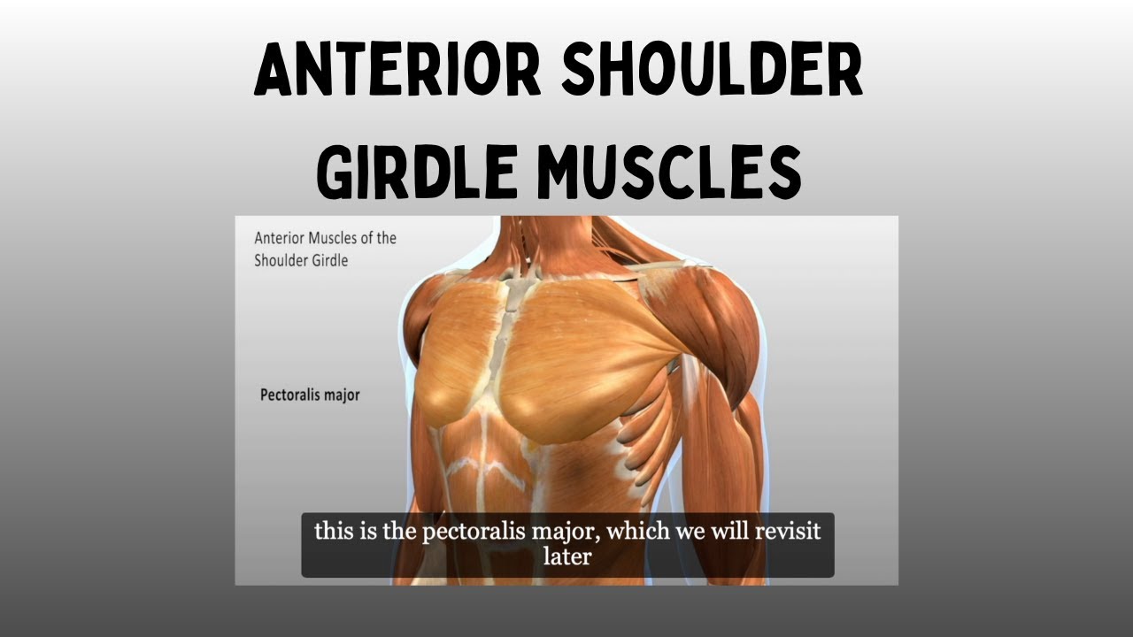 Anterior Shoulder Girdle Muscles - YouTube