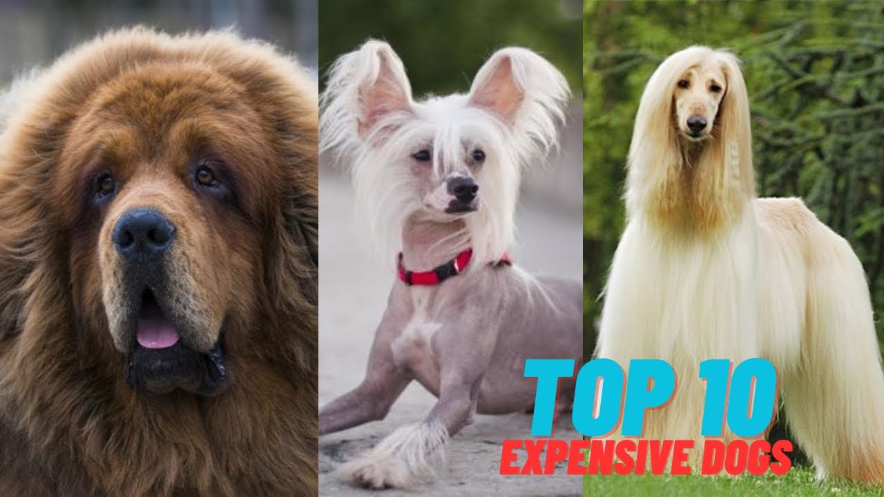 Top 10 Expensive Dog Breeds For First Time Owners - YouTube