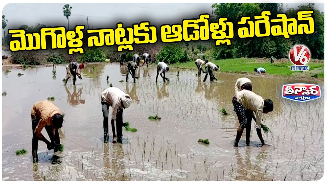 Bihar Male Farming Workers Doing Planting Rice Seedlings In Fields | V6 ...