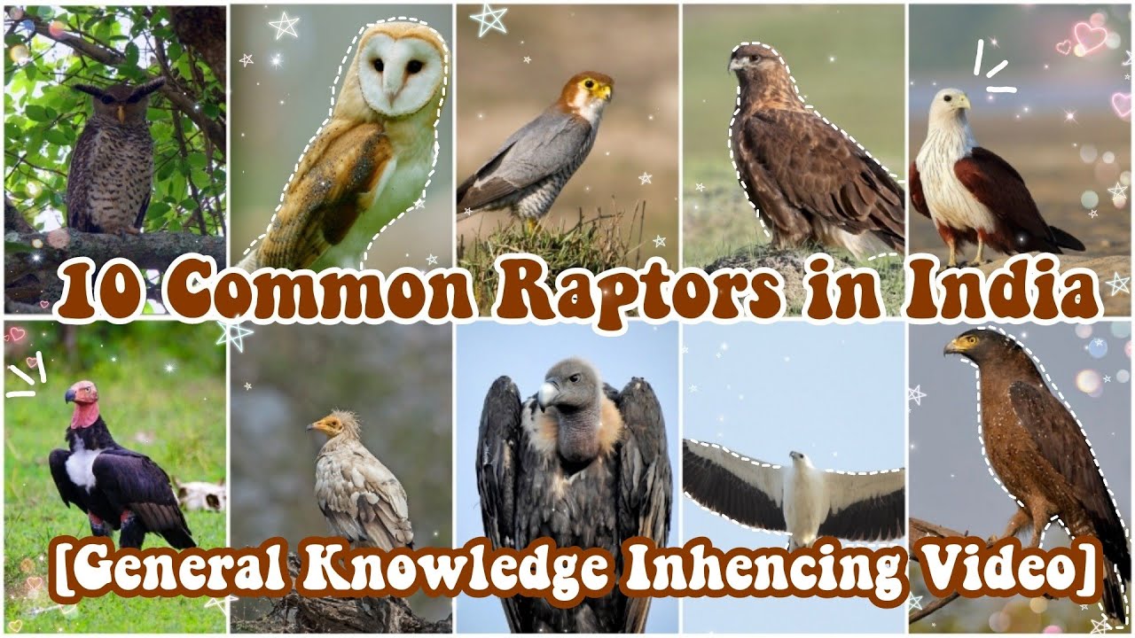 🤎10 Common Raptors in India 🇮🇳 🌎 , [Get to know 10 amazing facts with ...