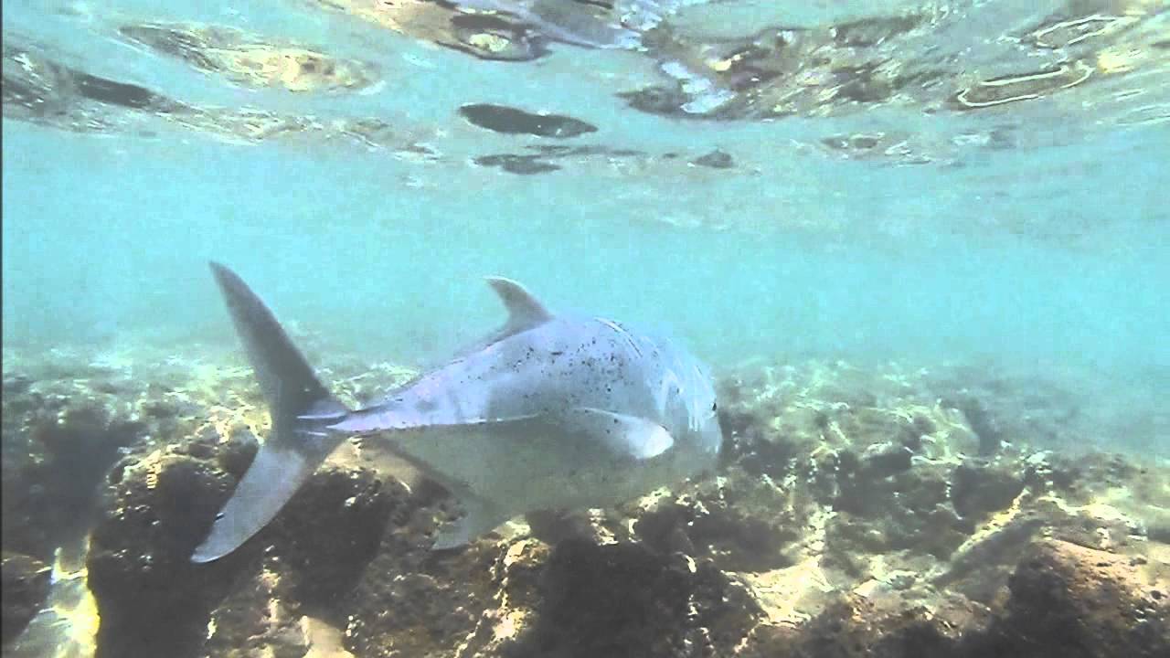 Young Ulua Aukea on Inner Reef - YouTube