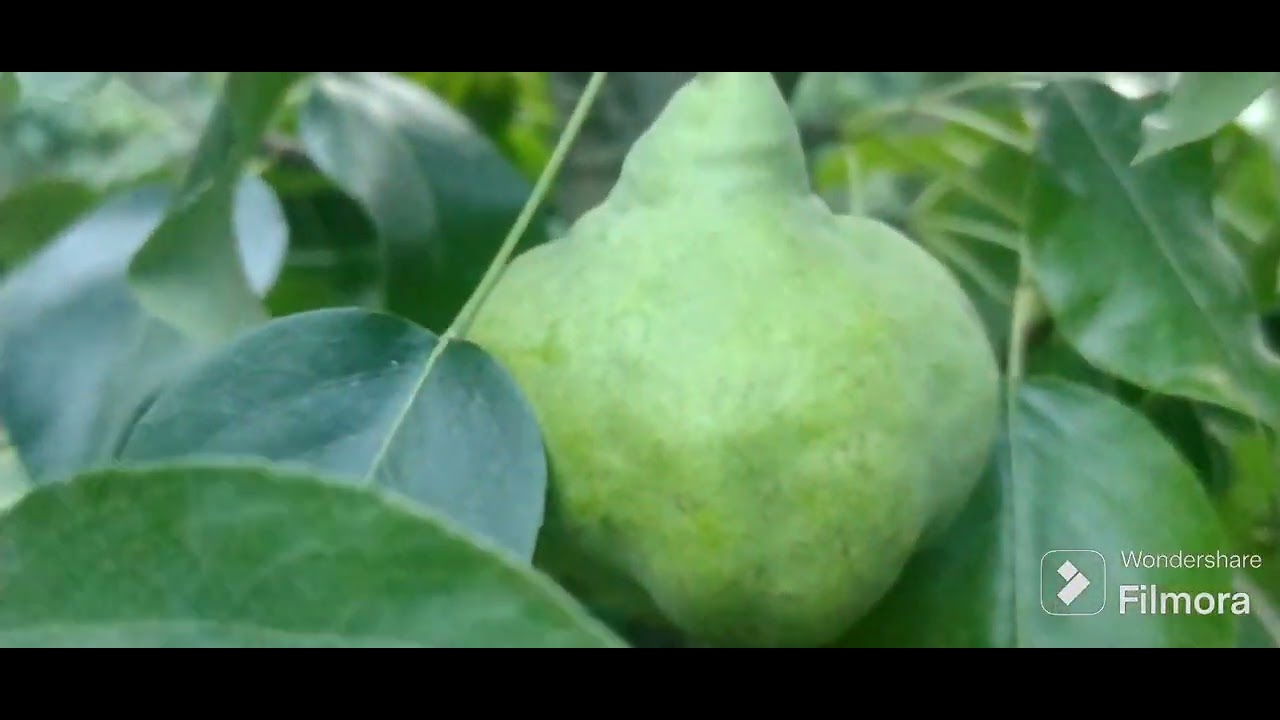 Identificare soiuri de pere - YouTube
