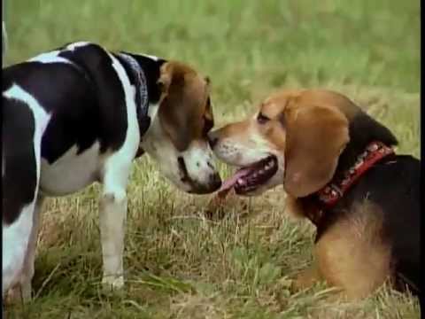 Beagle Paws - YouTube