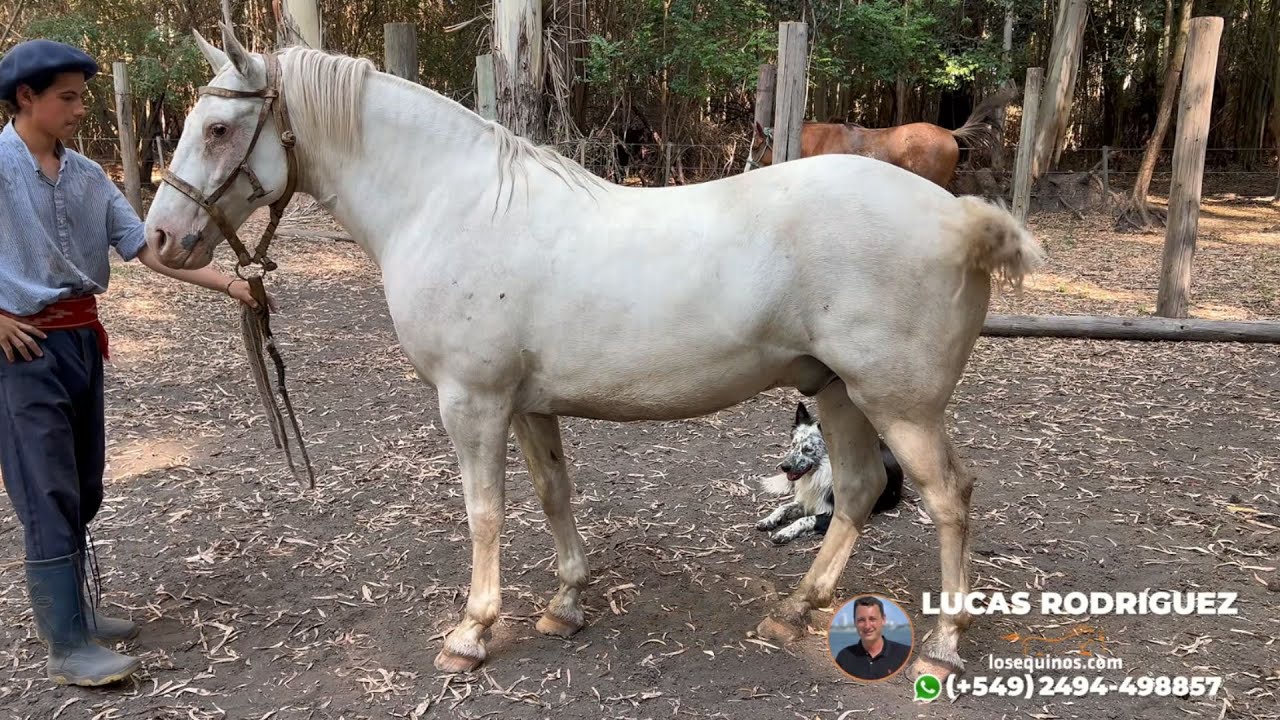 Caballo Tordillo entrepesado $5.000.000 LOSEQUINOS.COM - YouTube