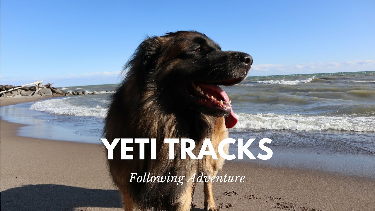 Yeti Tracks | Leonberger at Guildwood Beach - YouTube