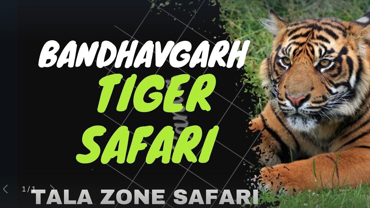TIGER Sighting Bandhavgarh National Park TALA ZONE || Bajrang Tiger ...