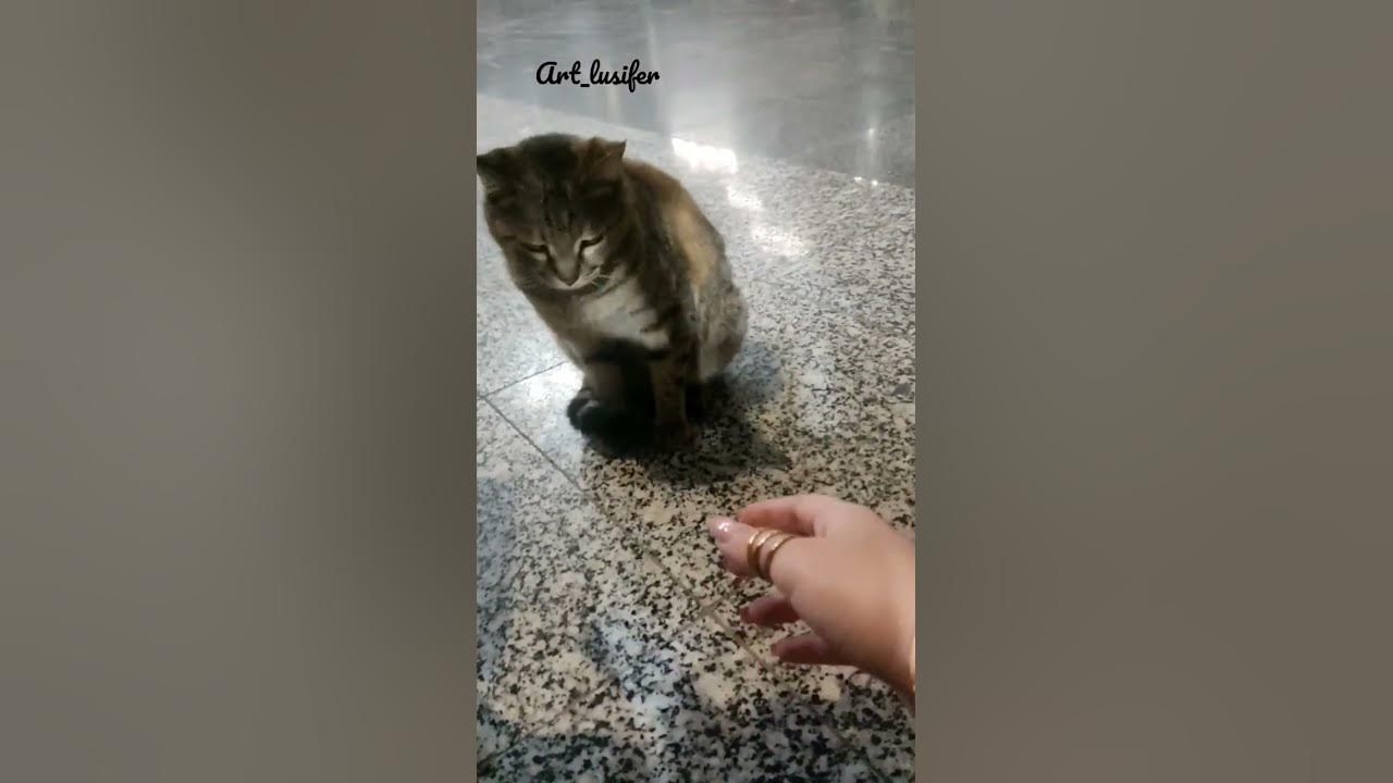 این داستان لوسیفر مقابل گربه😂😼با اینکه اخمو بود باز هم قبولش کردم ولی دست به من زد 😢😂 Youtube