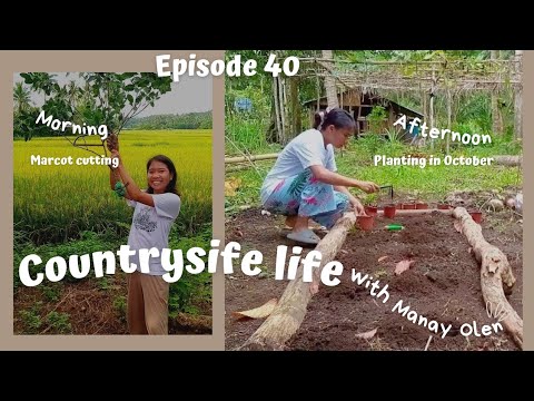 Ep40: Countryside life with Manay Olen #marcotcutting#plantinginoctober🇵🇭 #simplelife#bicol ...