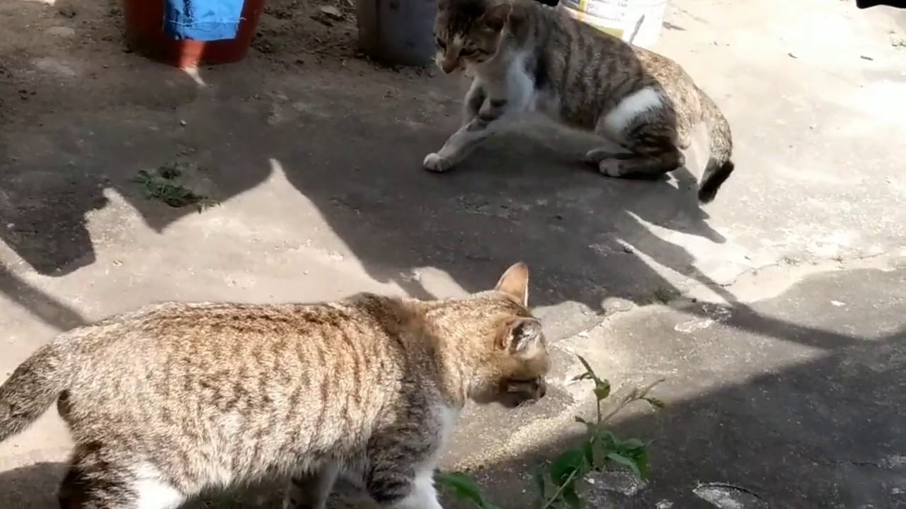 Two Cats on Heat Rejected with Female Cat|Cat's Life - YouTube