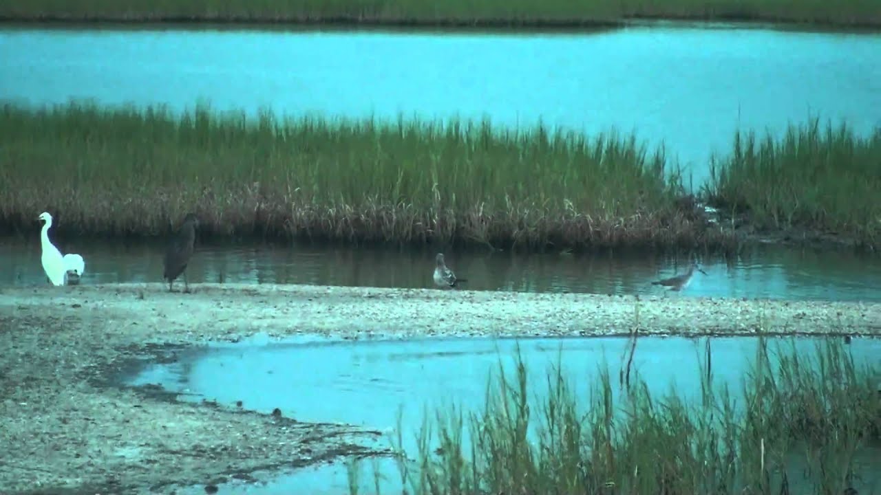 White Ibis Galveston TX Salt Marsh Bird Watching - YouTube