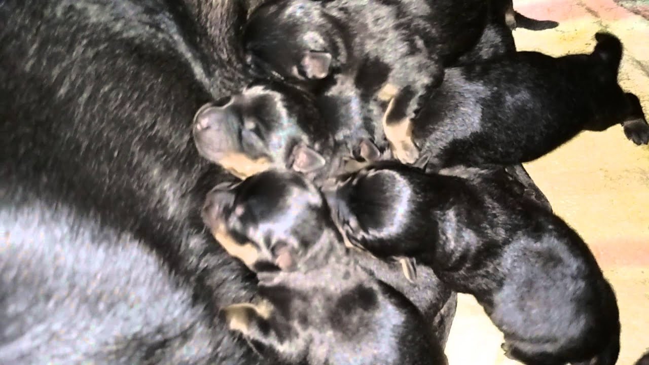 Gladiator Rottweiler cubs - YouTube