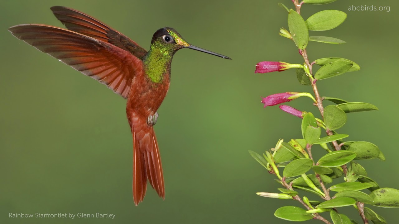 Rainbow Hummingbirds