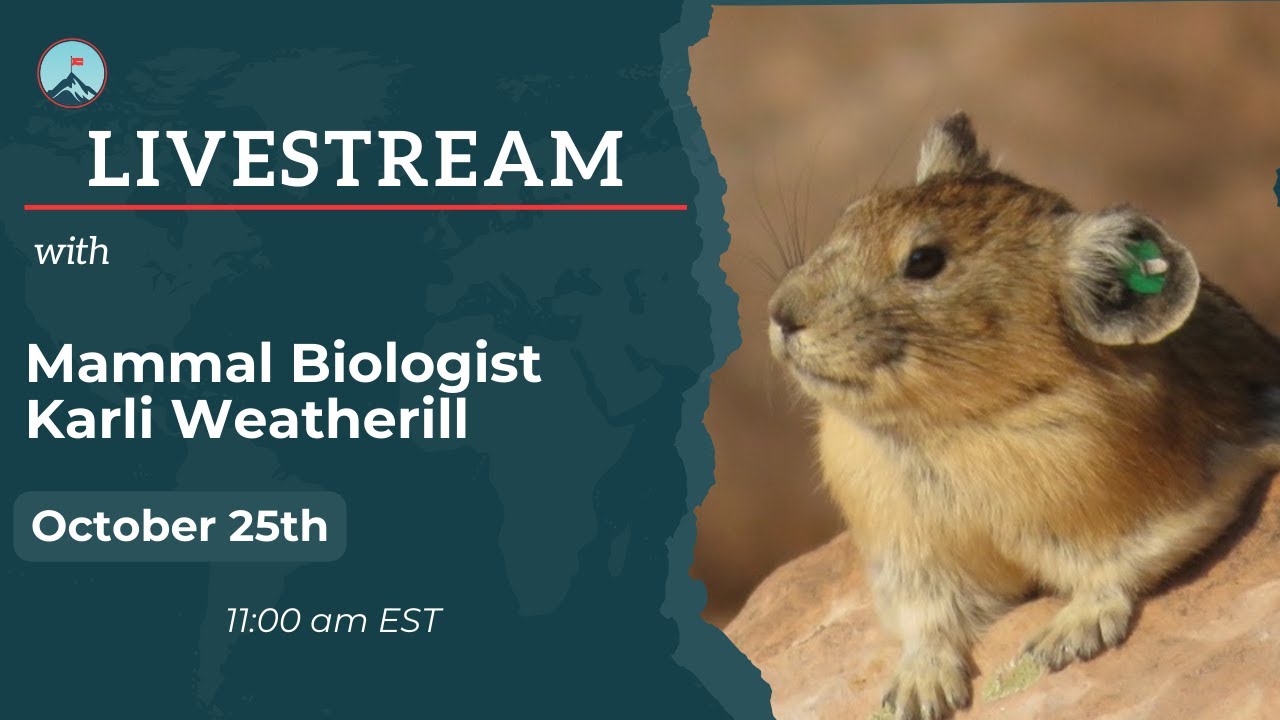 What's it Like to Study the World's Cutest Mammal? Pika Science with ...