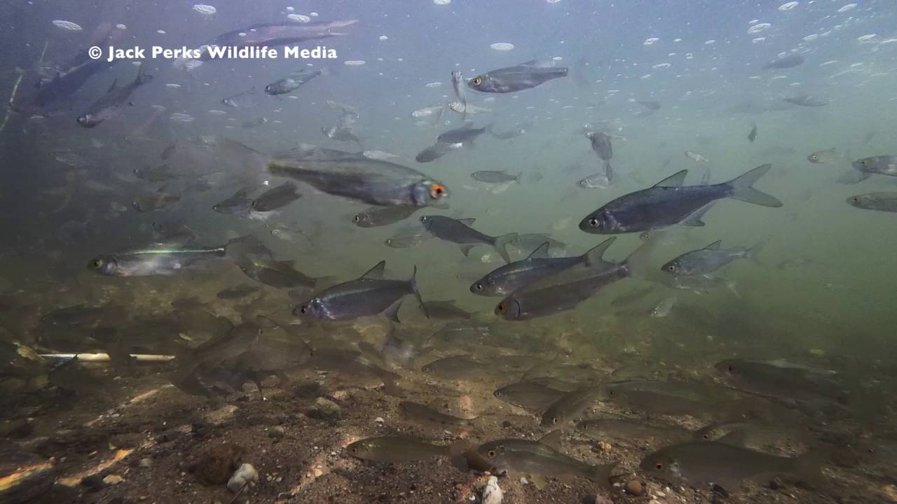 Juvenile Bream, Roach & Bleak on the Trent - YouTube