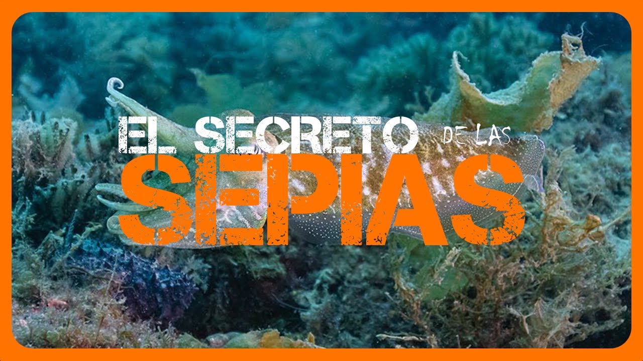¡Increíble Secreto de las Sepias! Cómo Nacen, Viven y se Camuflan ...