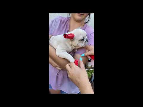 The best way to tape your puppy's ears [Complete Guide]