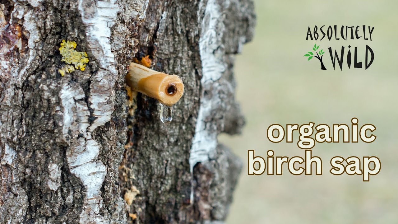 Birch water: nature's hidden treasure. Discover the Pure Benefits of ...