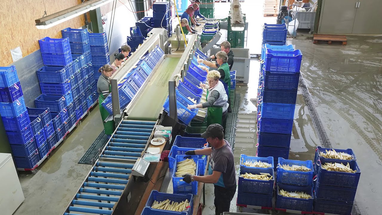 Spargel sortieren - YouTube