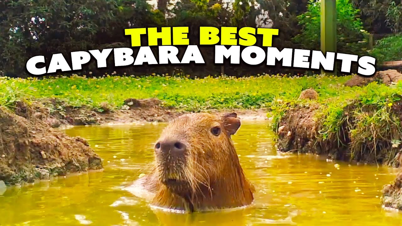Capybara Craze Our Top Picks for You | Nature Bites - YouTube