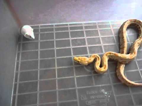Albino burmese python eating adult mice - YouTube