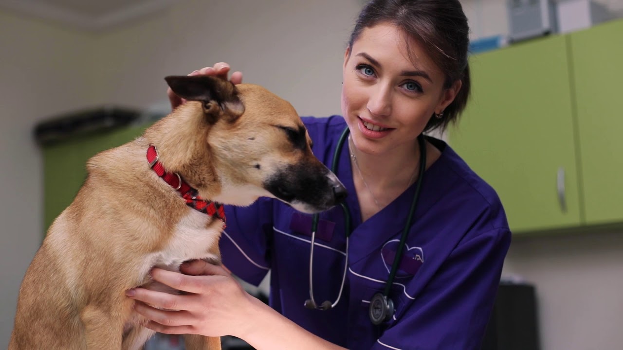 Sumando Valor por la profesion veterinaria - YouTube