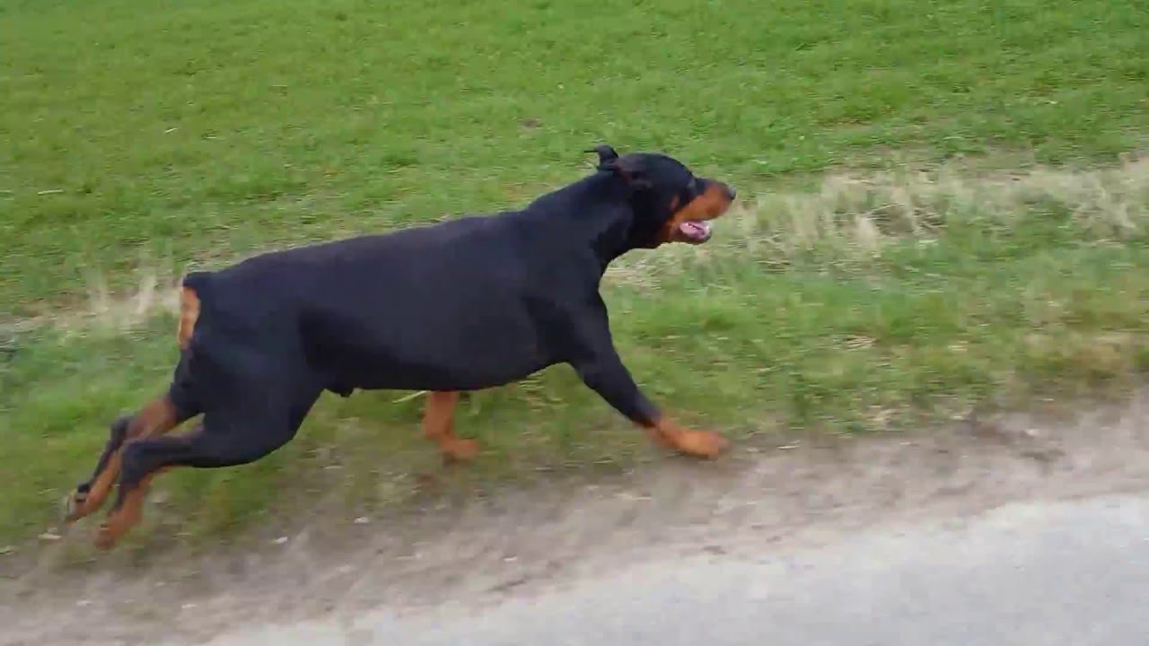 Doberman Power Dog! - YouTube