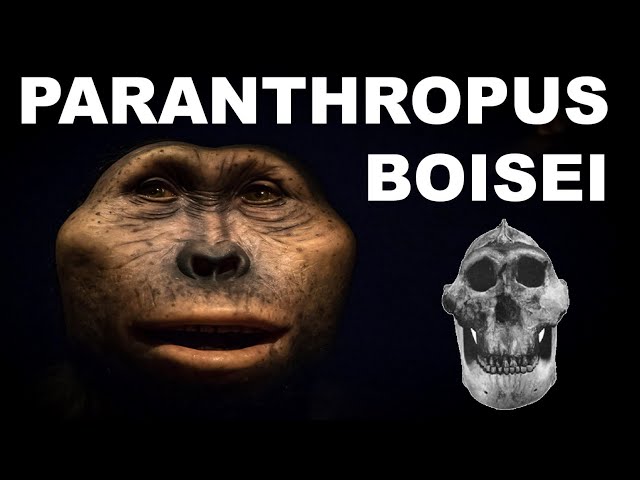 Paranthropus Boisei